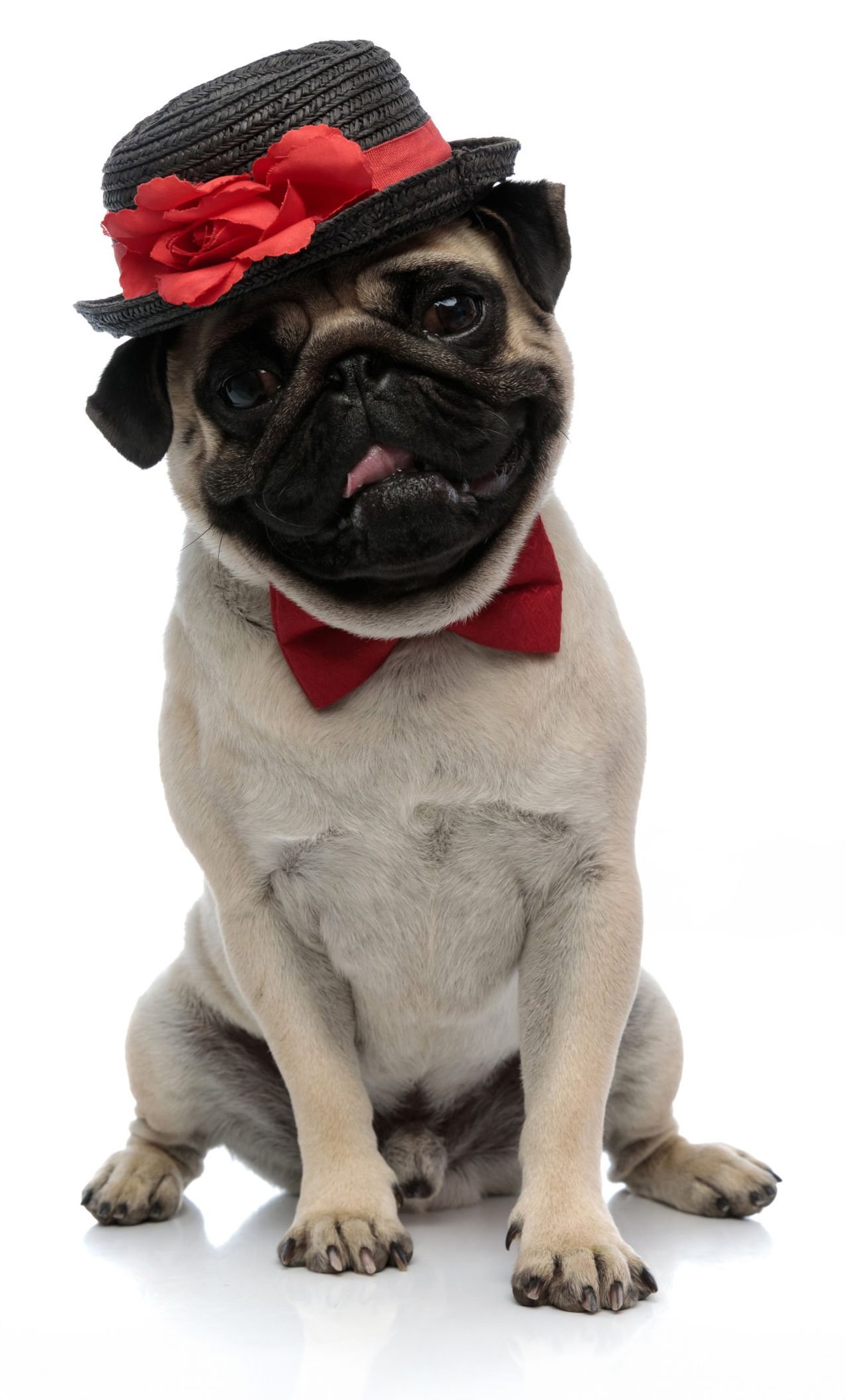 Criadero Pug Chile - Cachorros inscritos a un paso Pug Carlino